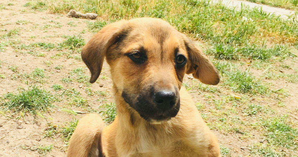 Zorro Dogsavior e. V. - Griechenland - Tierhilfe Verein - Jari - Rüde