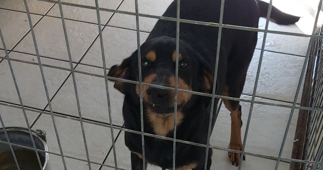 Zorro Dogsavior e. V. - Griechenland - Tierhilfe Verein - Markos - Rüde