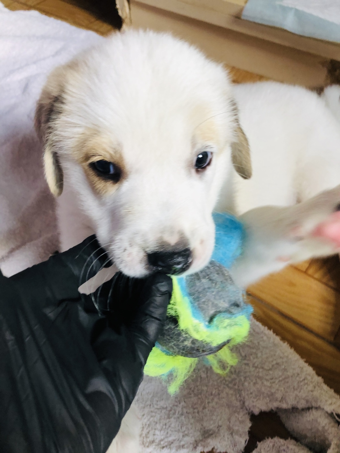 Pink_Zorro_Dogsavior_5 | Zorro Dogsavior e. V.