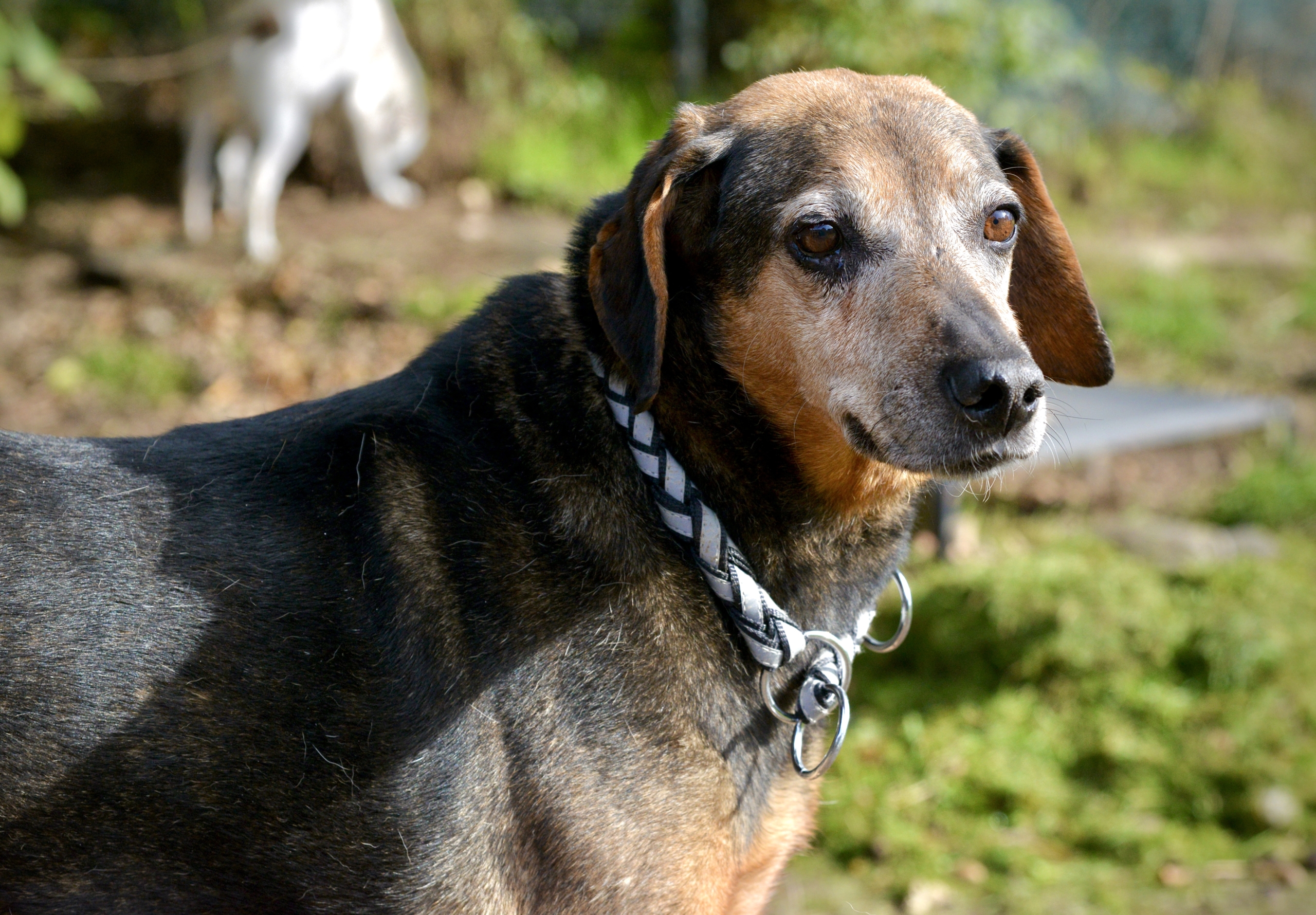 DSC_3849 | Zorro Dogsavior e. V.