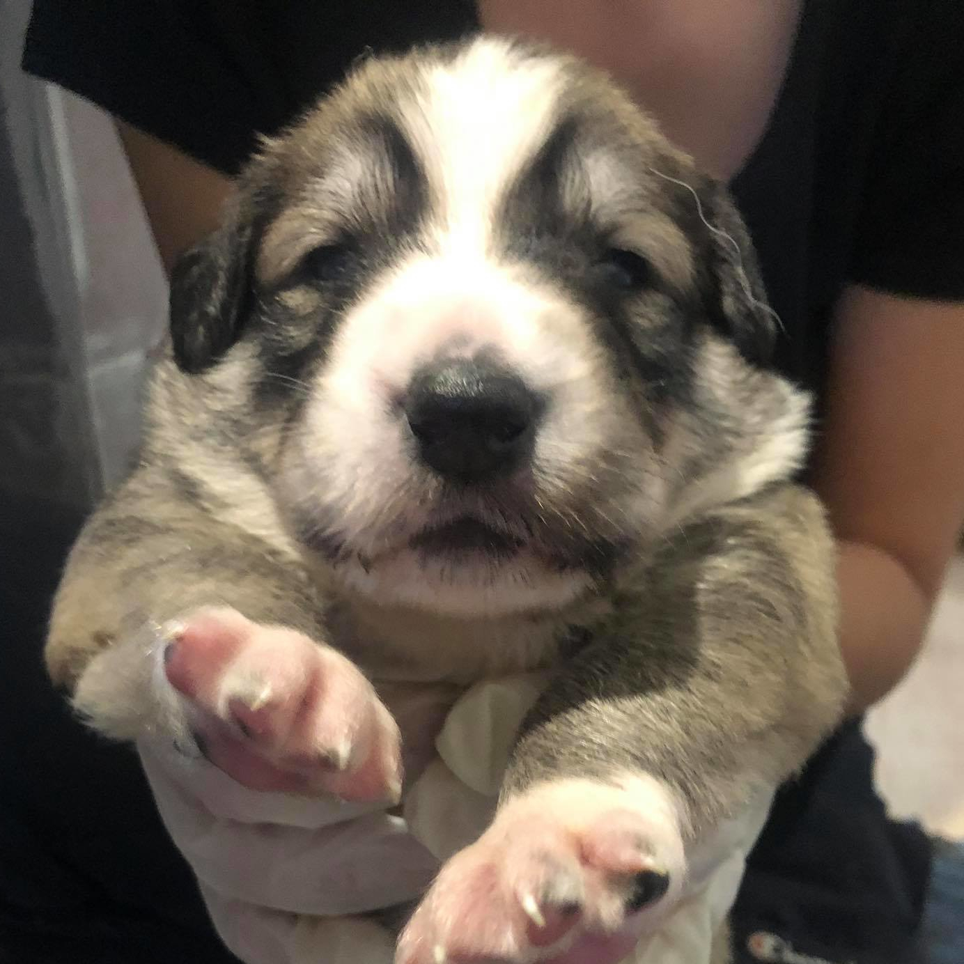 Zorro Dogsavior e. V. - Griechenland - Tierhilfe Verein - Violetta - Hündin