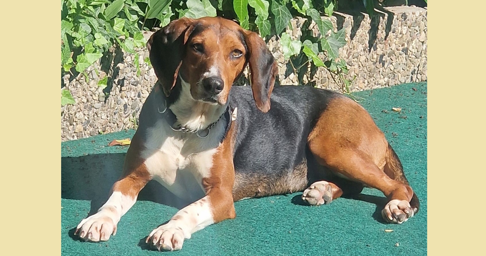 Die fröhliche Moca such ein Zuhause | Zorro Dogsavior e.V.