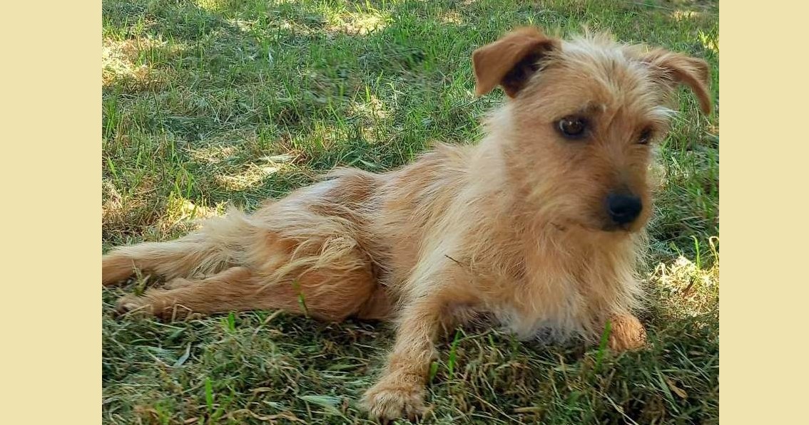 Aktiver, verkuschelter Handicap-Hund Benji | Zorro Dogsavior e.V.