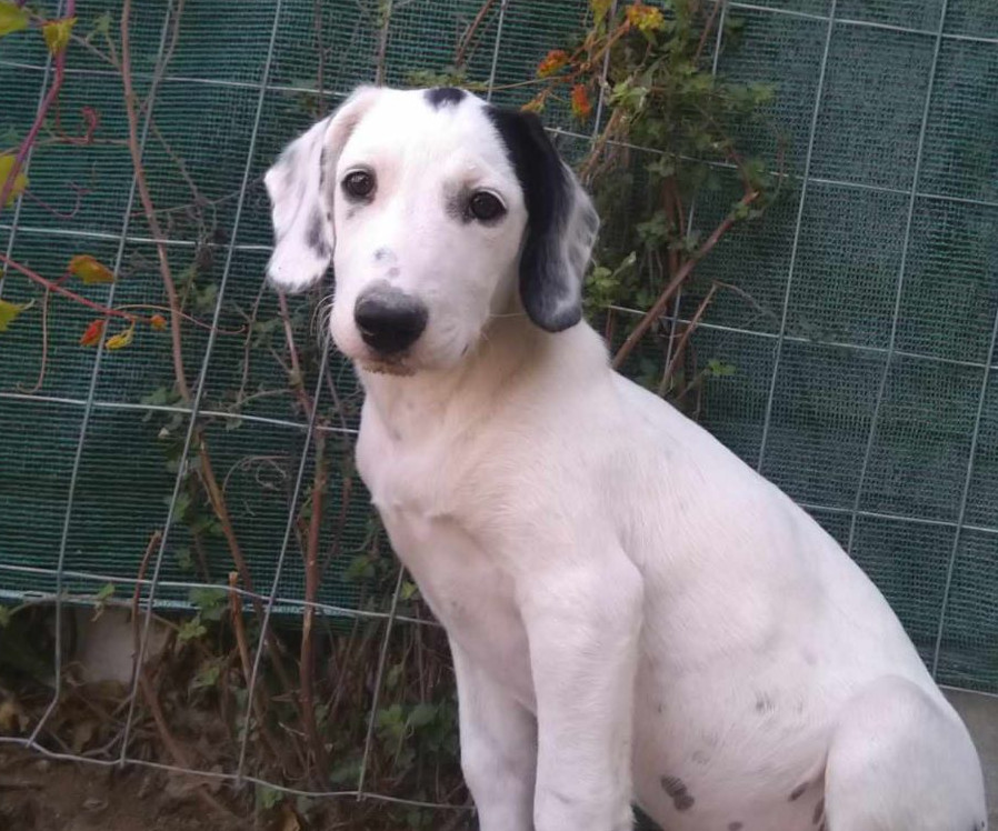 Ivan_Zorro-Dogsavior_Aug23_Beitragsbild | Zorro Dogsavior e. V.