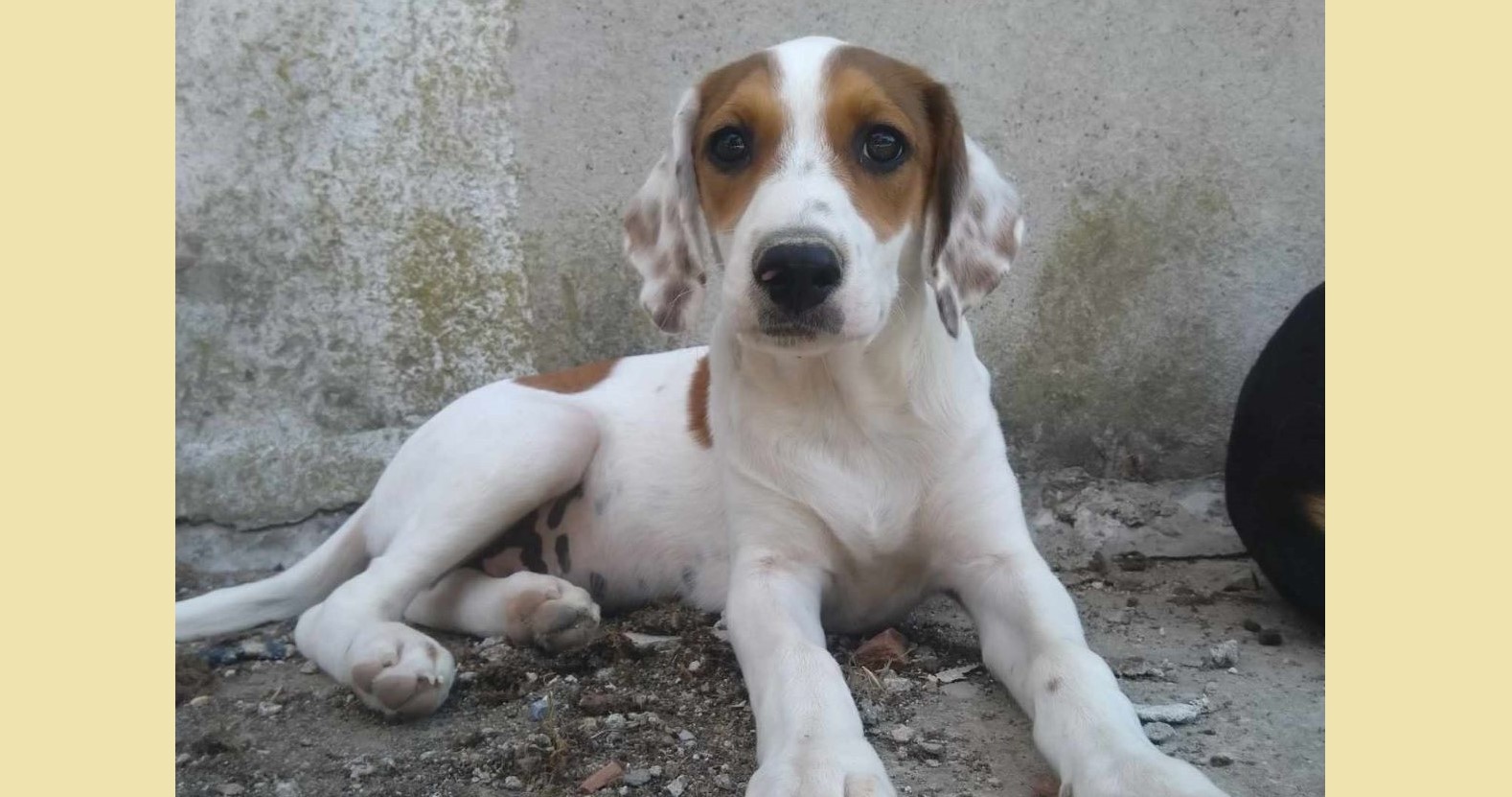 Ole wünscht sich ein eigenes Zuhause | Zorro Dogsavior e. V.