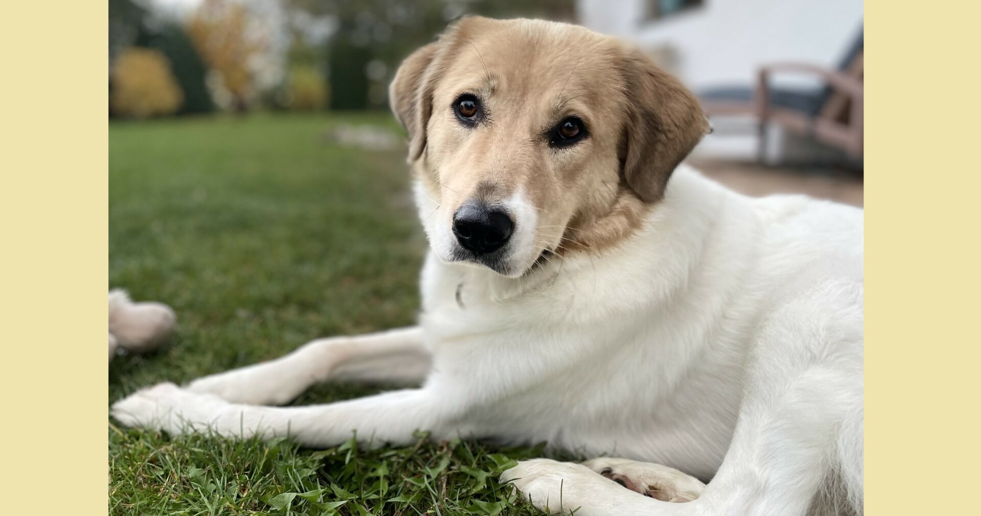 Zuckersüße Beba ist bereit für neues Leben | Zorro Dogsavior e.V.