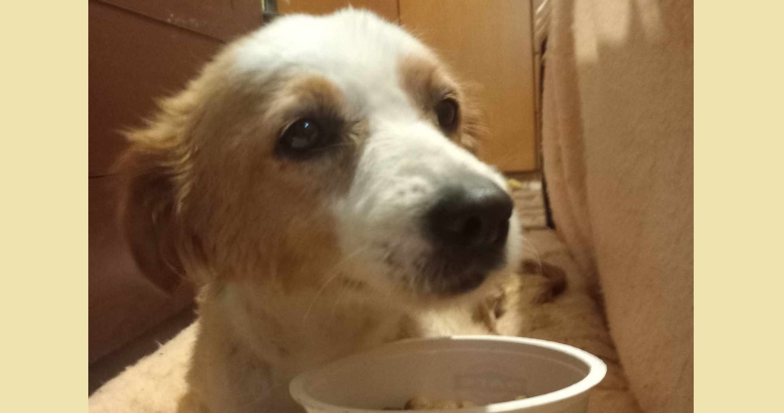 Boubou möchte ankommen und bleiben | Zorro Dogsavior e.V.