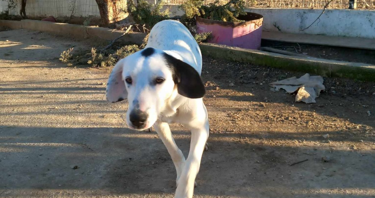 Ivan - süßer kleiner Hundebub sucht Familie | Zorro Dogsavior e.V.