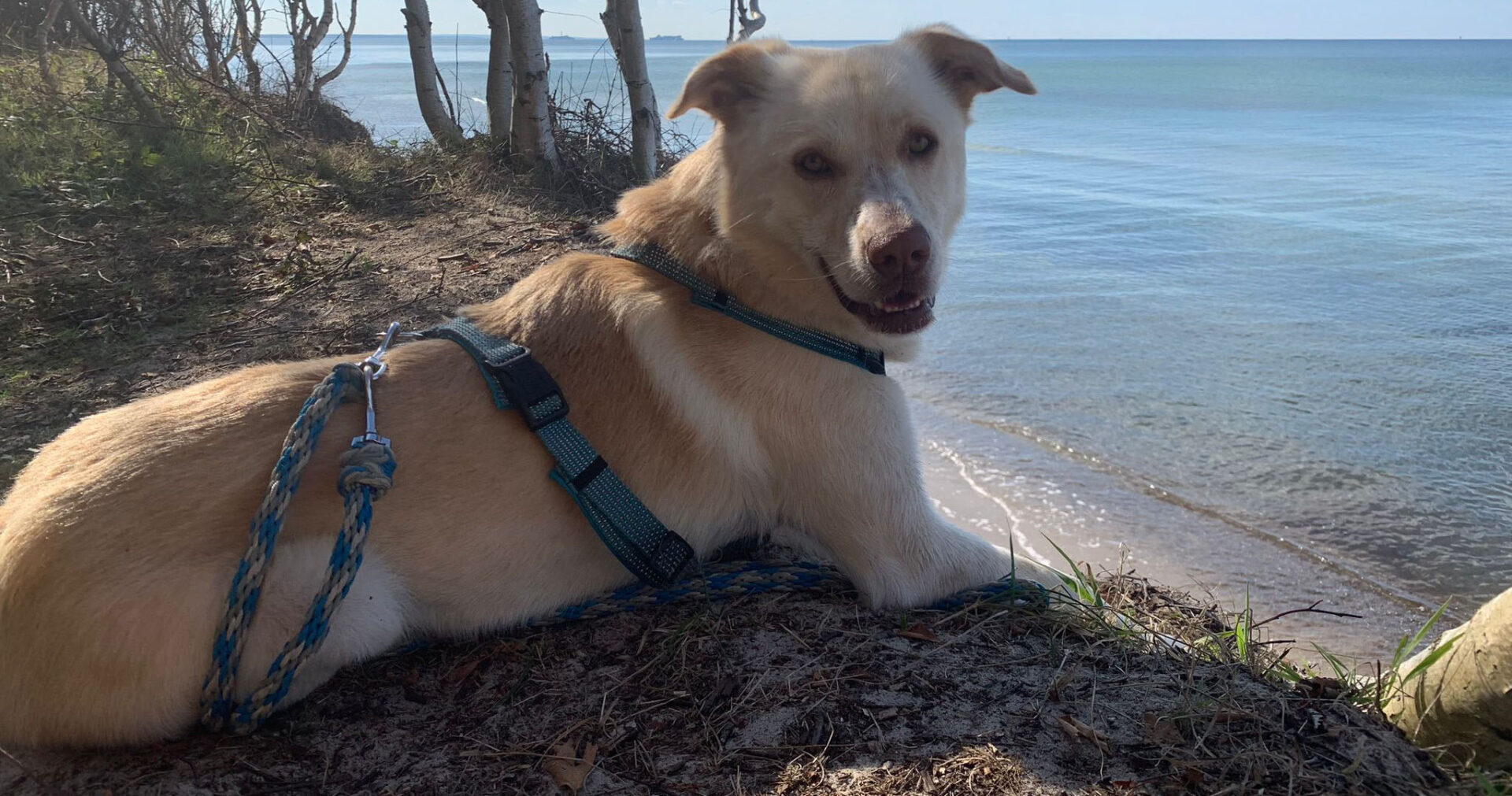 Loki Glücksgeschichten | Zorro Dogsavior e.V