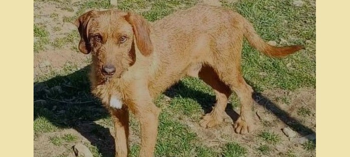 Andrikos sehnt sich nach Zuneigung | Zorro Dogsavior e.V.