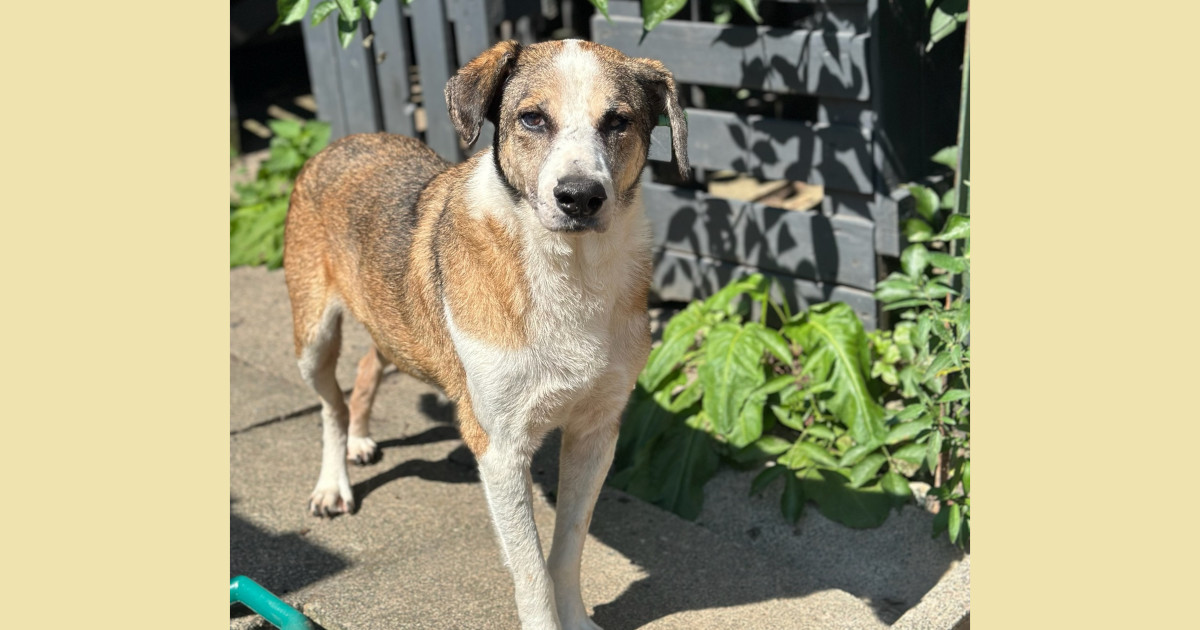 Opi sucht Paten für seine Behandlung | Zorro Dogsavior e.V.