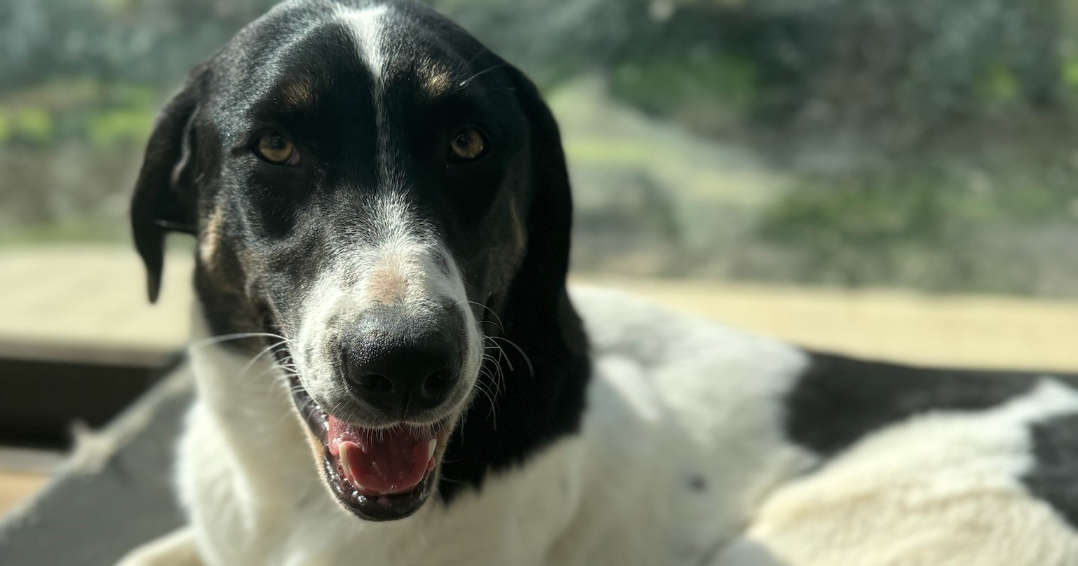 Murr sucht Paten für ihren letzten Weg | Zorro Dogsavior e.V.