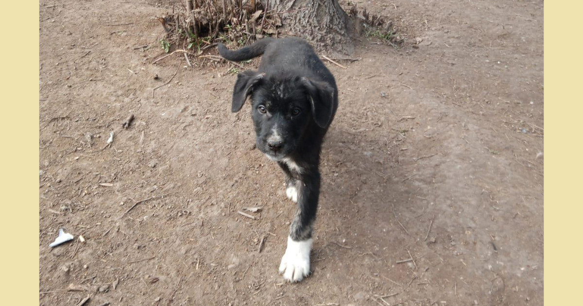 Loki sucht ein Zuhause für immer | Zorro Dogsavior e.V.