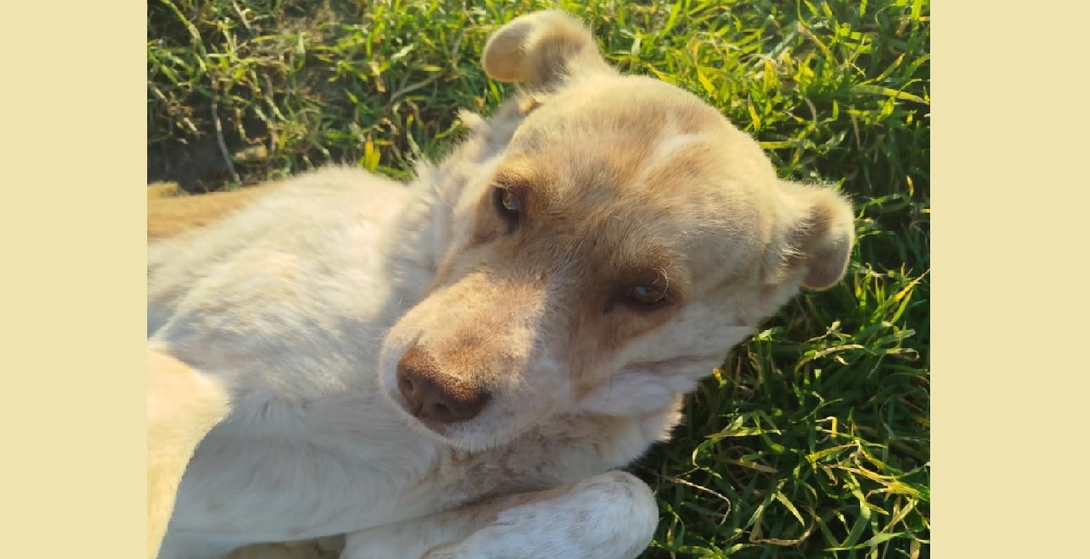 Agapios sucht sein Für-Immer-Zuhause | Zorro Dogsavior e.V.