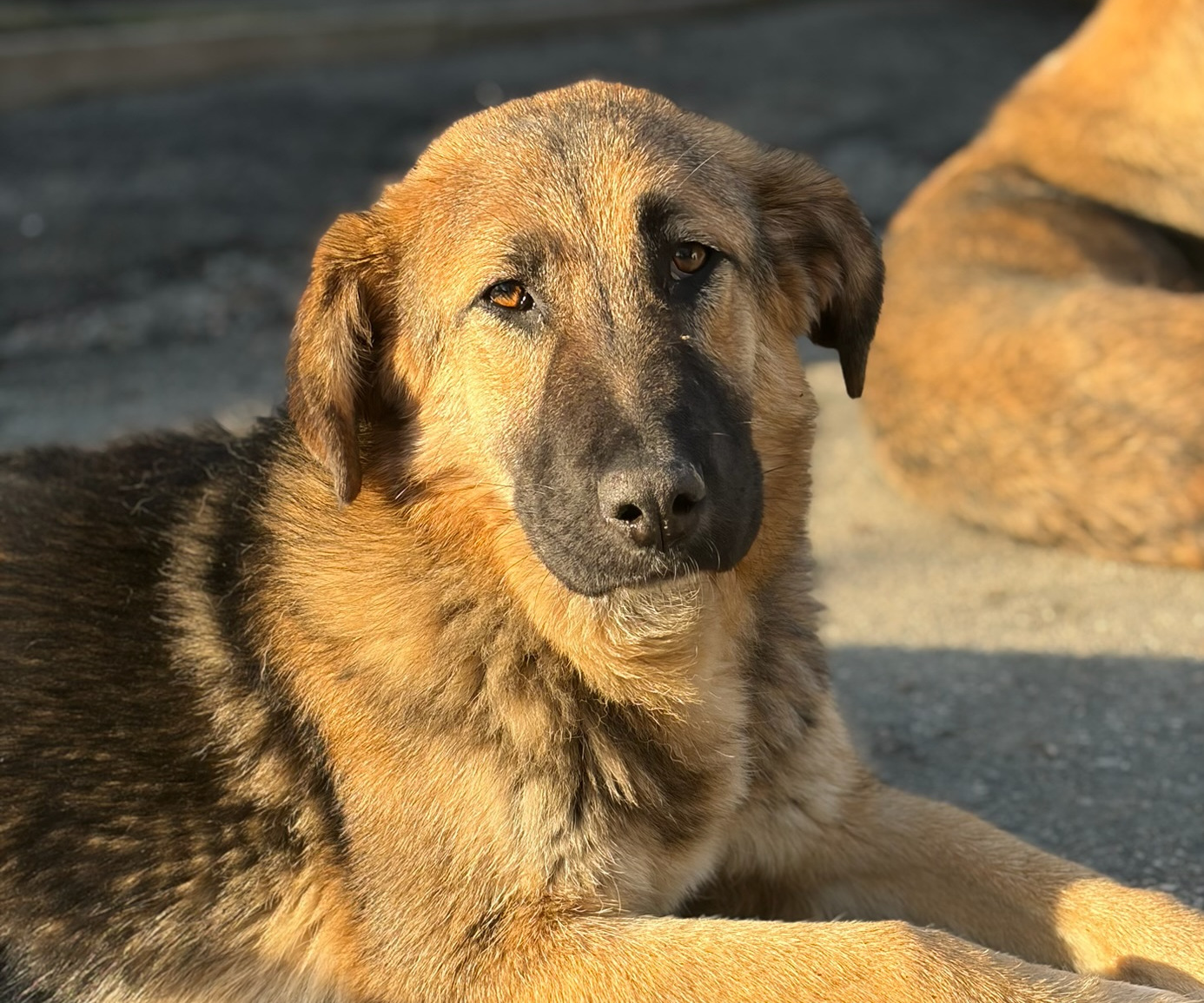 Adoption: Hündinnen zu vermitteln | Zorro Dogsavior e. V. - Tierhilfe ...